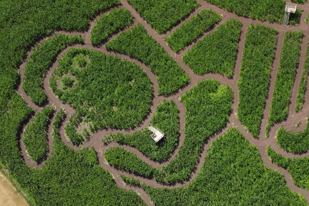 Maize Maze Locations | Farmer Ted's Maize Maze Lancashire