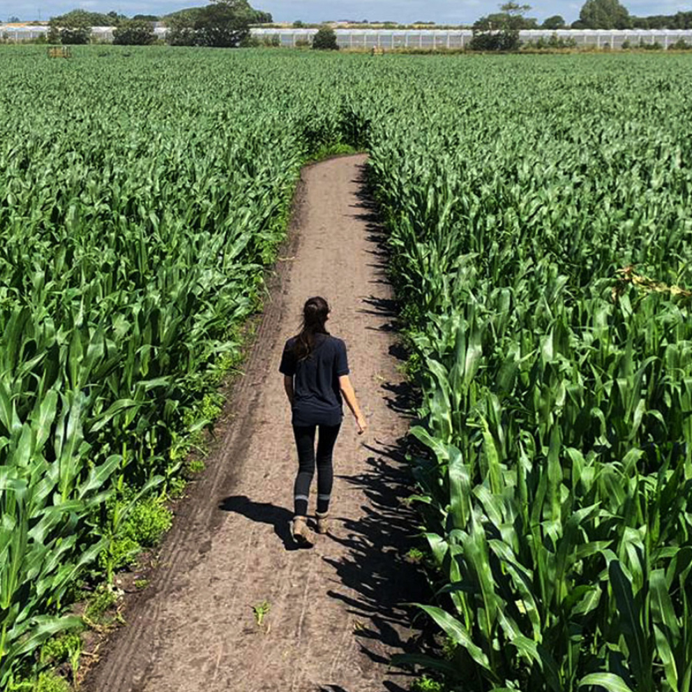 Maize Maze Locations | Farmer Ted's Maize Maze Lancashire