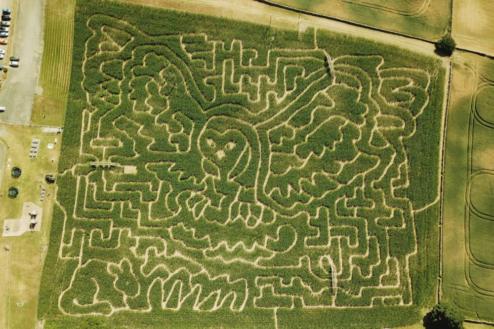 Maize Maze Locations | Lakeland Maize Maze in Cumbria