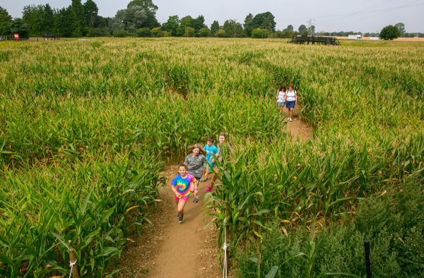 Millets Farm Centre Maize Maze in Oxford | The Maize Maze Association