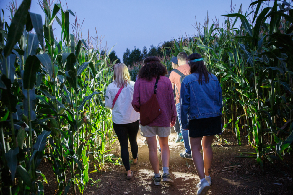 Millets Farm Centre Maize Maze in Oxford | The Maize Maze Association