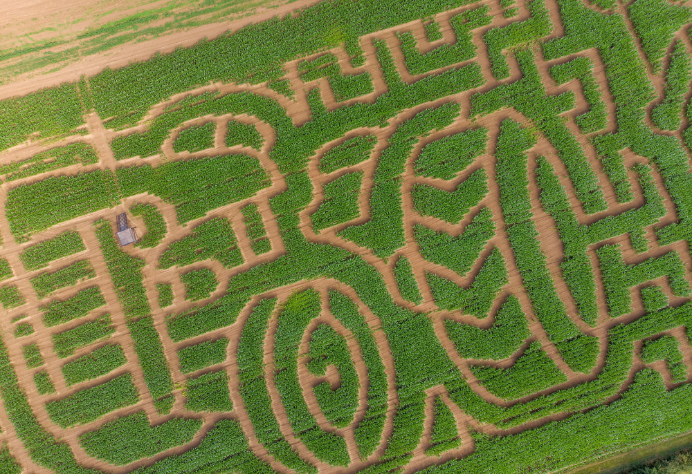 Maize Maze Locations | Overstone Grange Farm Maize Maze in Northants