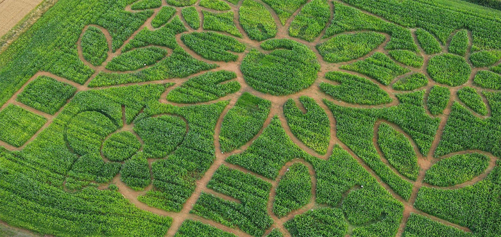 Maize Maze Association